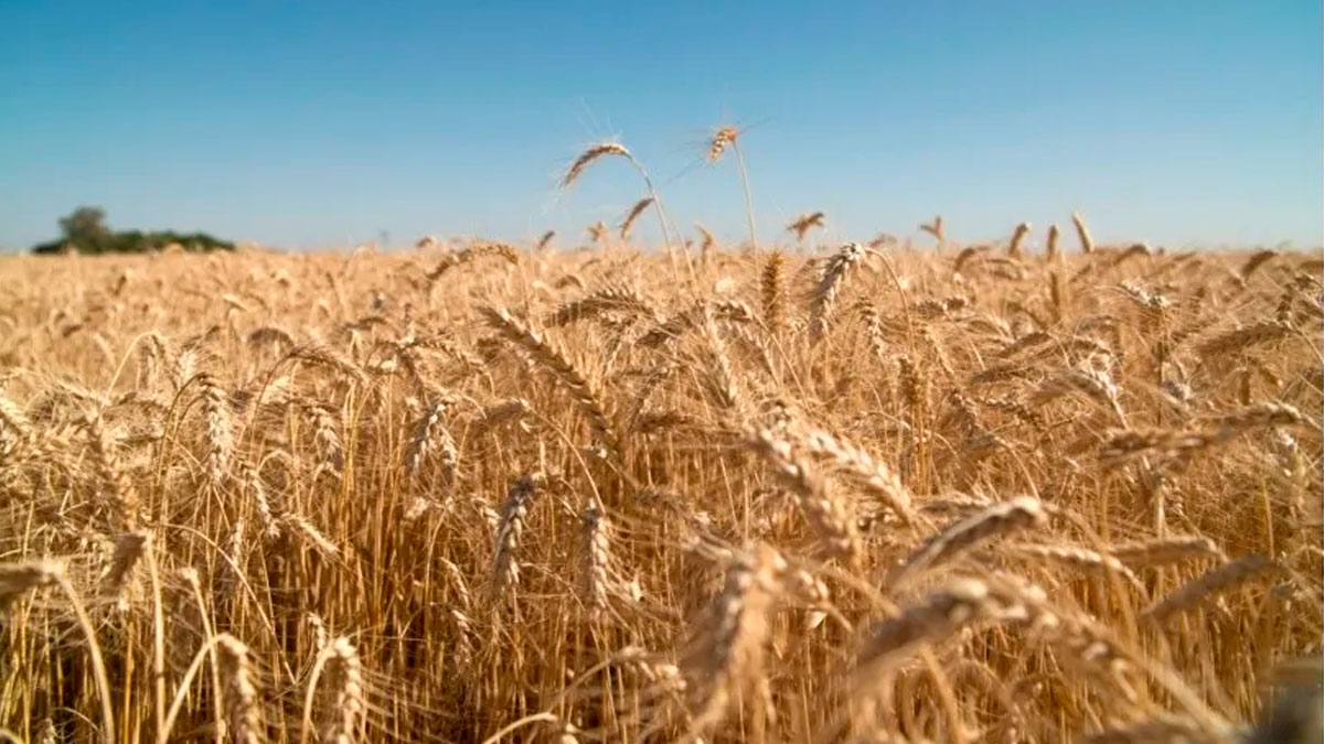 Confirman la primera exportación directa de trigo de Corrientes a ...