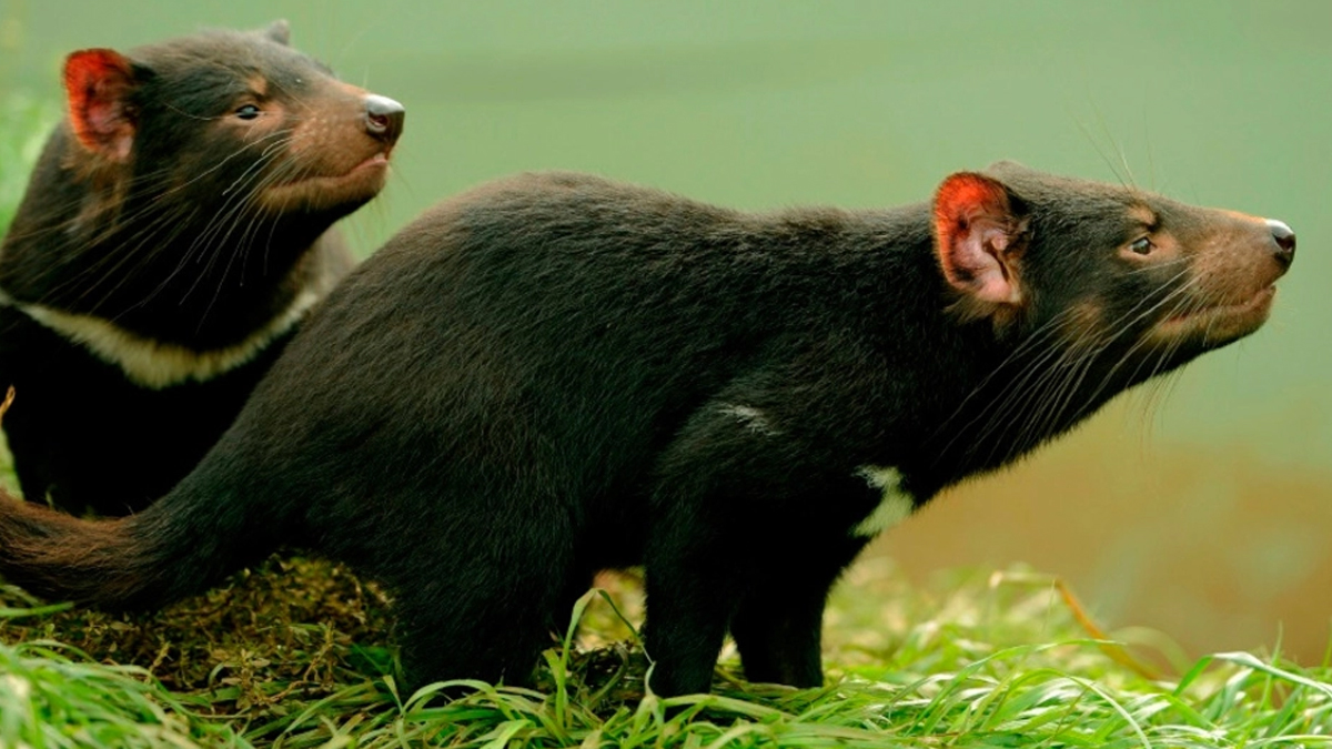 El demonio de Tasmania regresó a Australia continental después de 3 mil ...