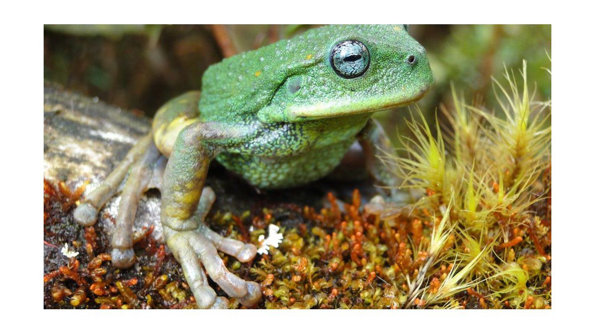 Descubren nueva especie de rana en el Amazonas del Norte de Perú – El ...